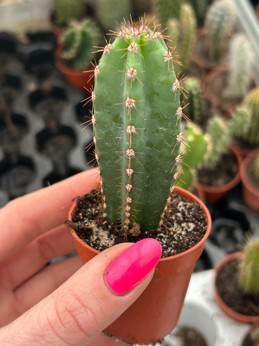 Cereus peruvianus | Cactuses \ Cereus Mutants \ Cereus | Kaktusy, sukulenty i inne rośliny ...