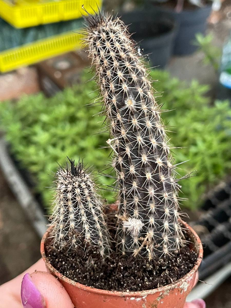 Setiechinopsis mirabilis x2 seedlings | Cactuses \ Setiechinopsis ...