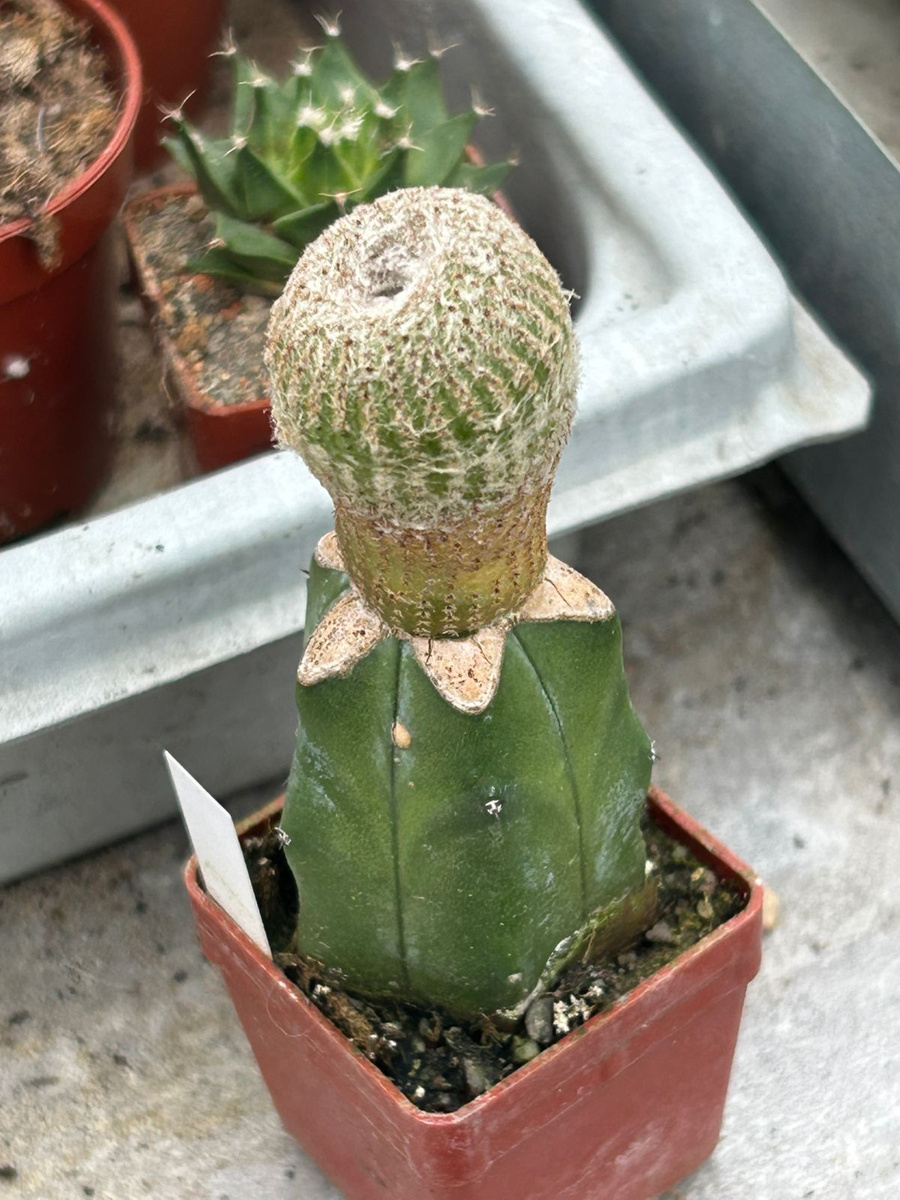 Yavia cryptocarpa MZ 1734 LA QUICA Bolivia | Cactuses \ Yavia | Kaktusy ...