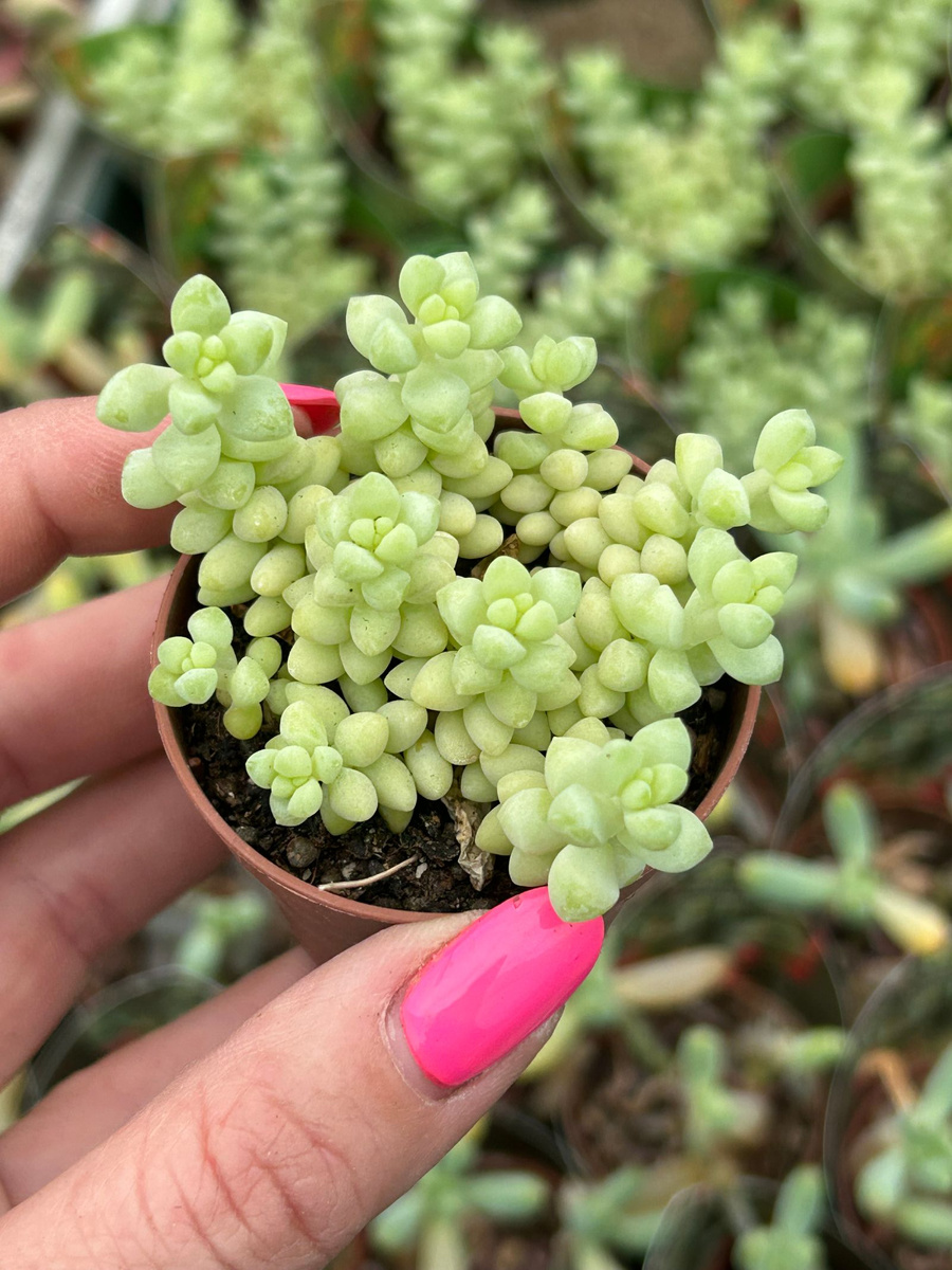 Sedum morganianum 'Burrito' | Succulents \ Sedum | Kaktusy, sukulenty i ...