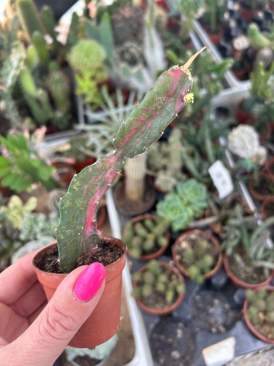 Chimera Hylocalicium 'Variegata' | Mutanty \ Chimera | Kaktusy ...